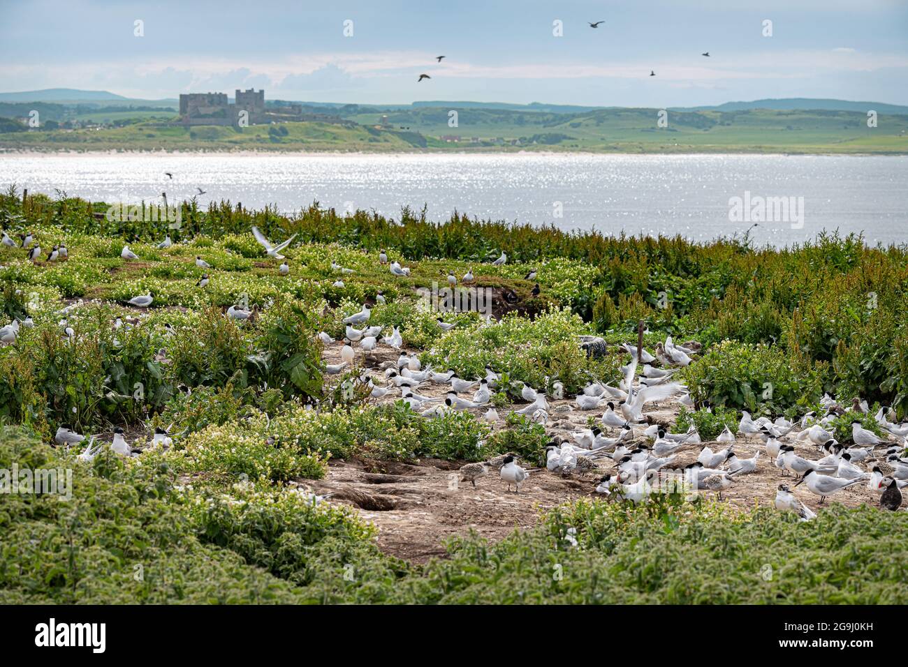 Common Terns nesting on Inner Farne in the Farne Islands with Bamburgh ...