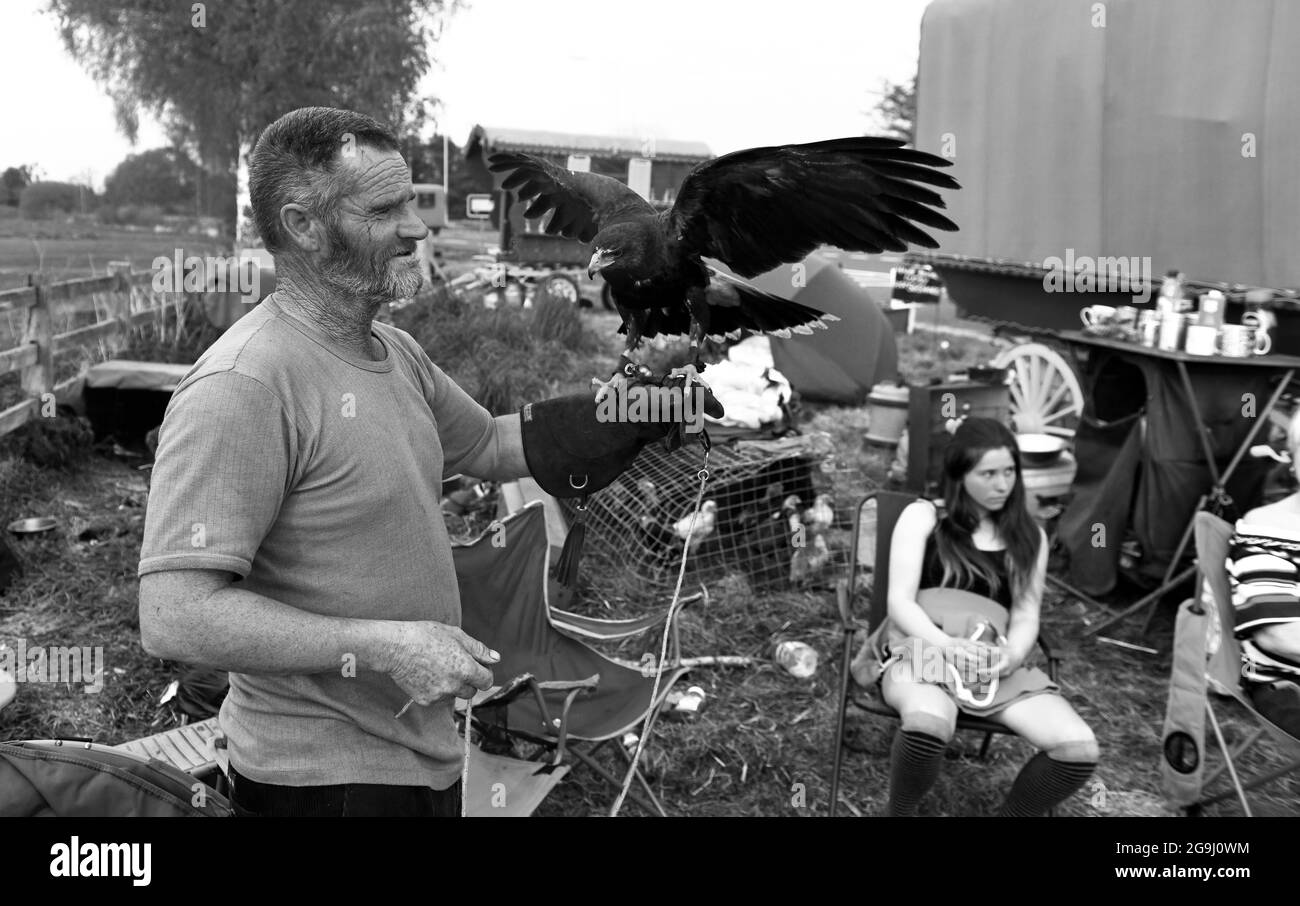 Romany traveller Percy Bennett with Harris Hawk used for catching ...