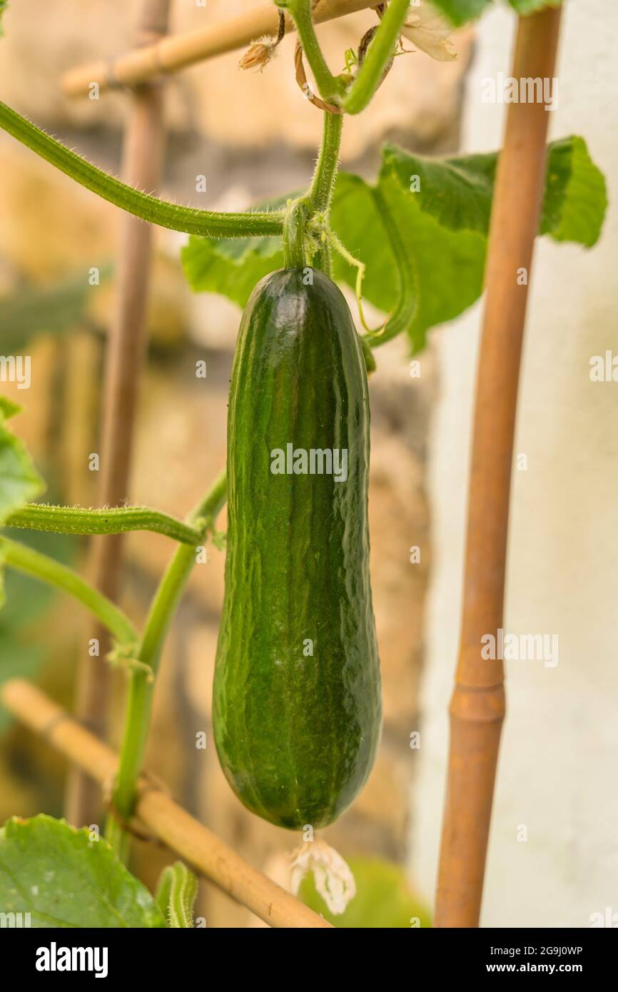 Cucumber ripening in the garden Stock Photo - Alamy