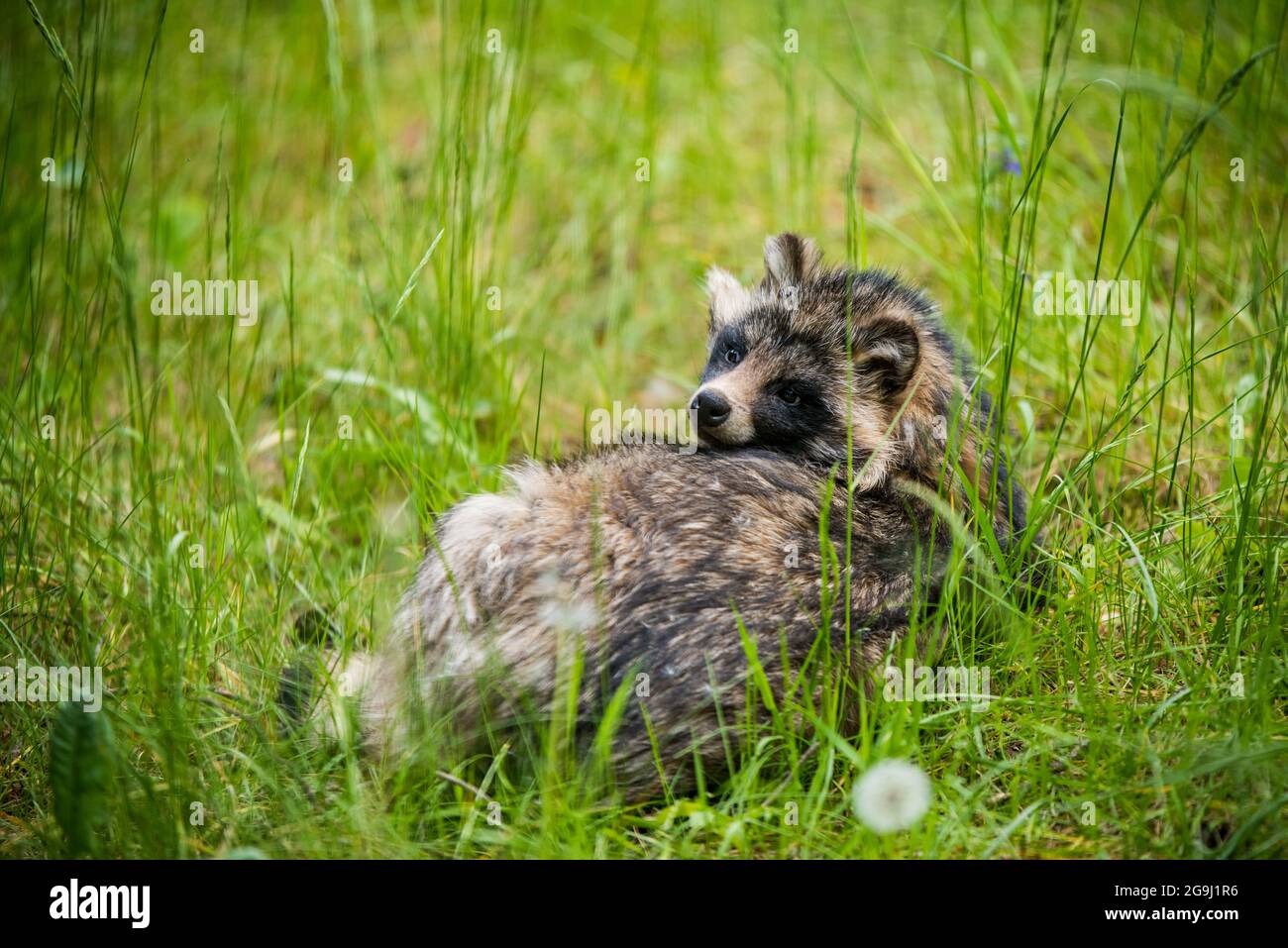 Cute fluffy raccoon dog sitting in the green grass Stock Photo - Alamy