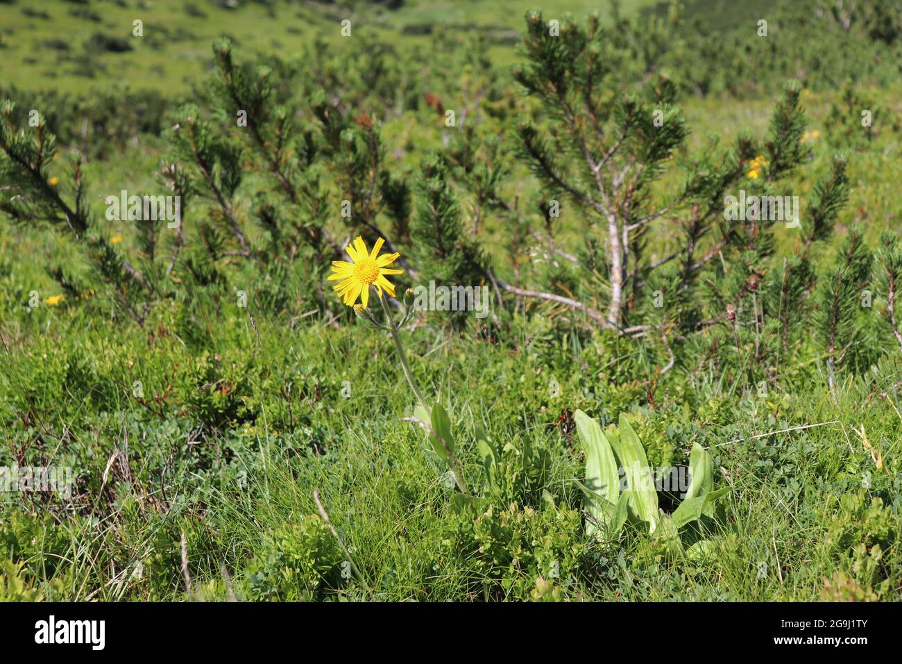 Beautiful peaks of the Vranica mountains in Bosnia and Herzegovina ...