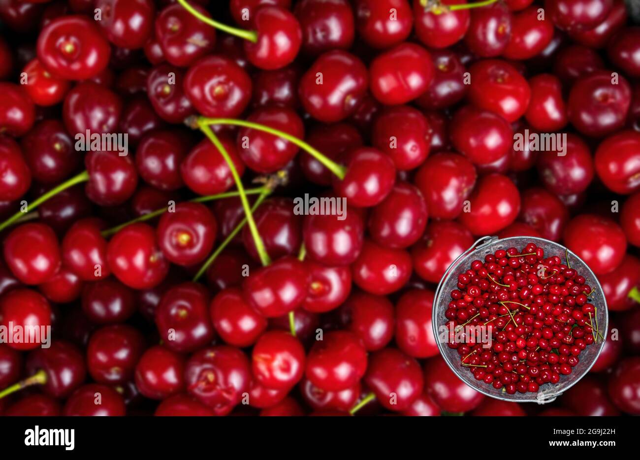 Harvest red cherries in an iron bucket Stock Photo - Alamy