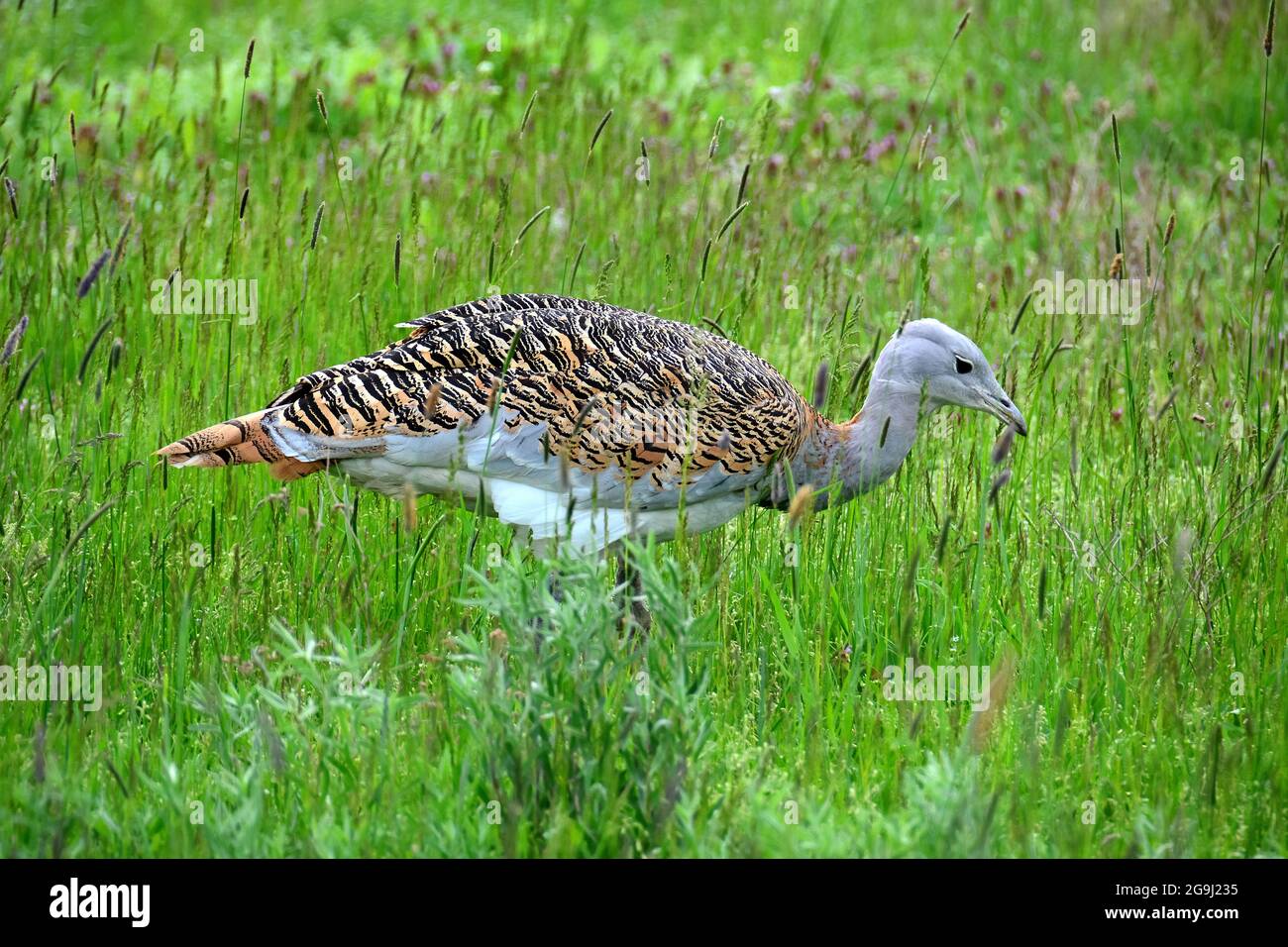 great bustard, Großtrappe, Otis tarda, túzok, Dévaványa, Békés county ...