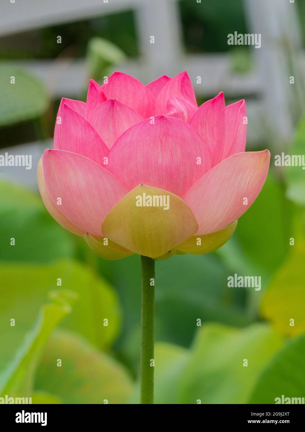 Close up pink lotus flower Stock Photo - Alamy