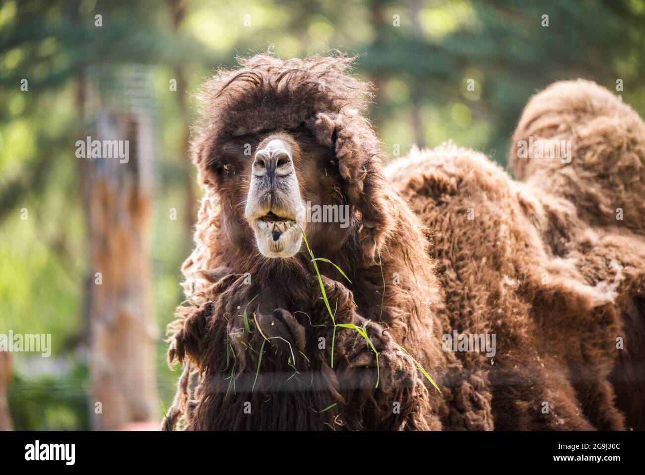 Bactrian camel, Camelus bactrianus with two humps in a zoo Stock Photo ...