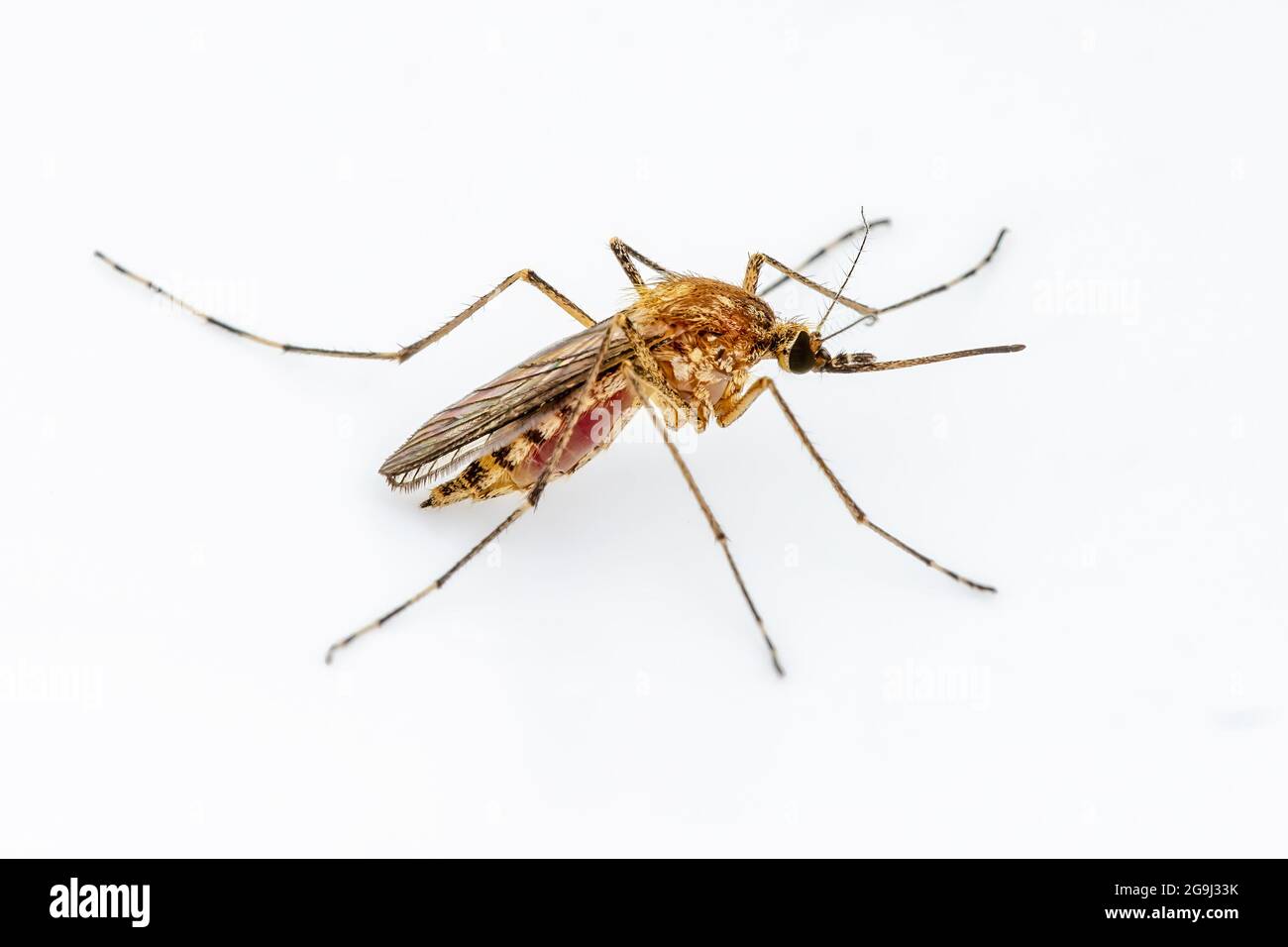 Dangerous Zika Infected Mosquito on White Wall. Leishmaniasis ...
