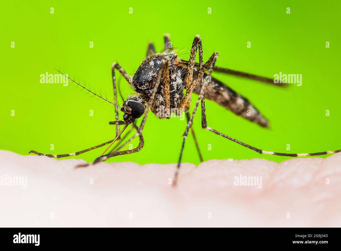 Yellow Fever, Dengue, Malaria or Zika Virus Infected Mosquito Bite ...