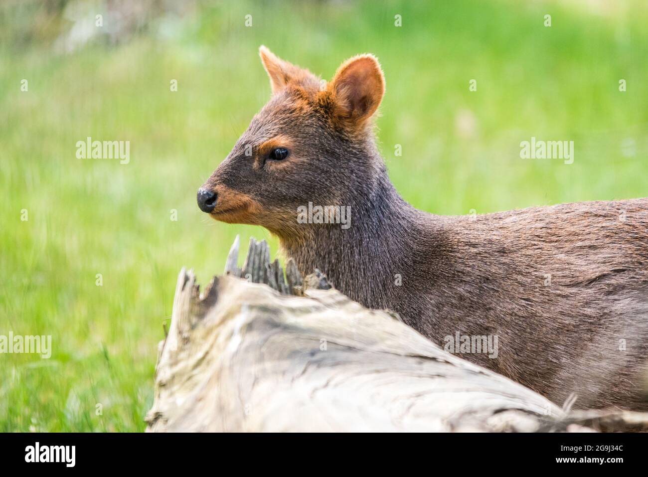 Pudu deer hi-res stock photography and images - Alamy
