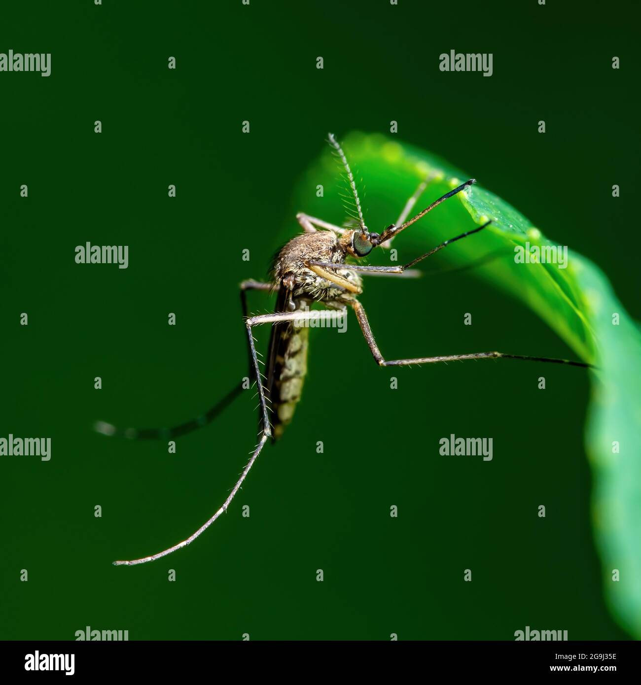 Encephalitis, Yellow Fever, Malaria Disease or Zika Virus Infected ...