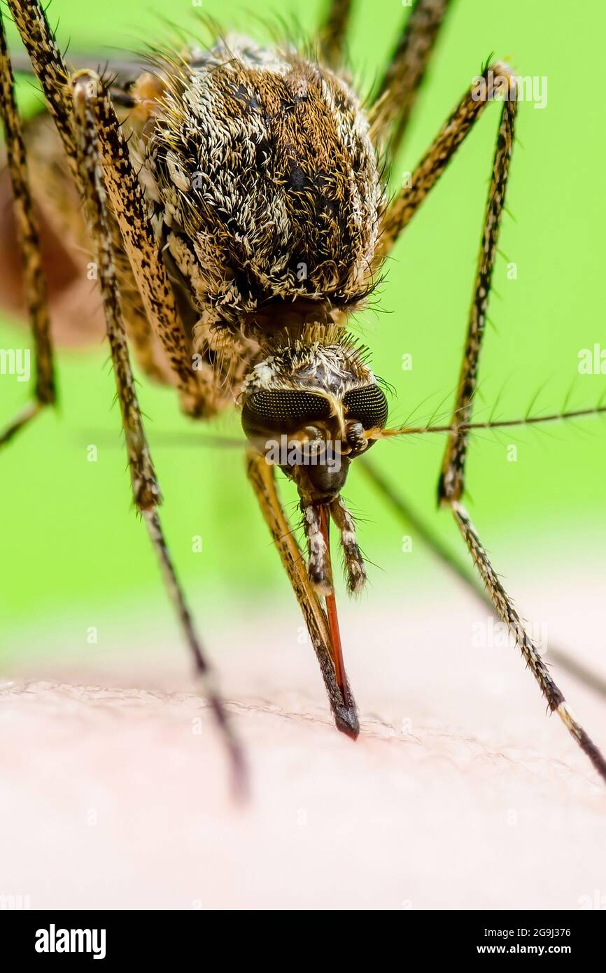 Zika Infected Mosquito Bite on Green Background. Leishmaniasis ...