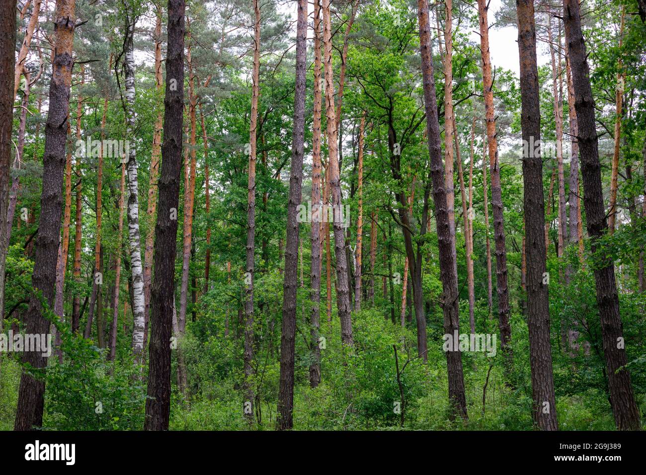 Forest landscape, Diverse natural tree stand Stock Photo - Alamy