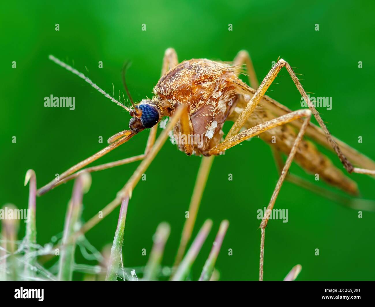 Encephalitis, Yellow Fever, Malaria Disease or Zika Virus Infected ...