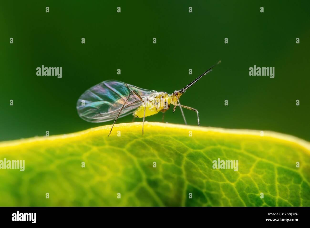 Greenfly hi-res stock photography and images - Alamy