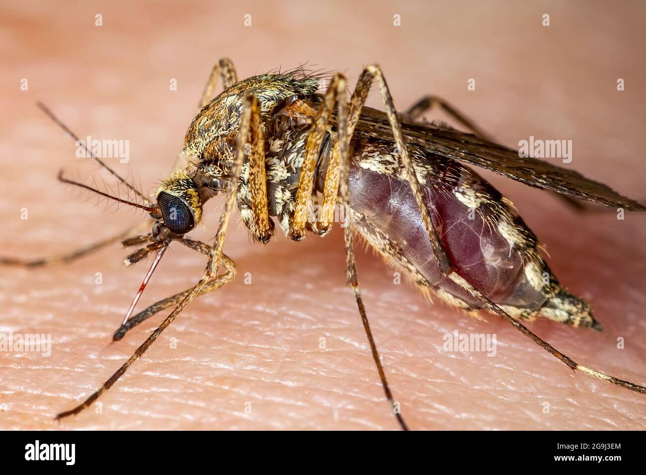 Malaria parasite hi-res stock photography and images - Alamy
