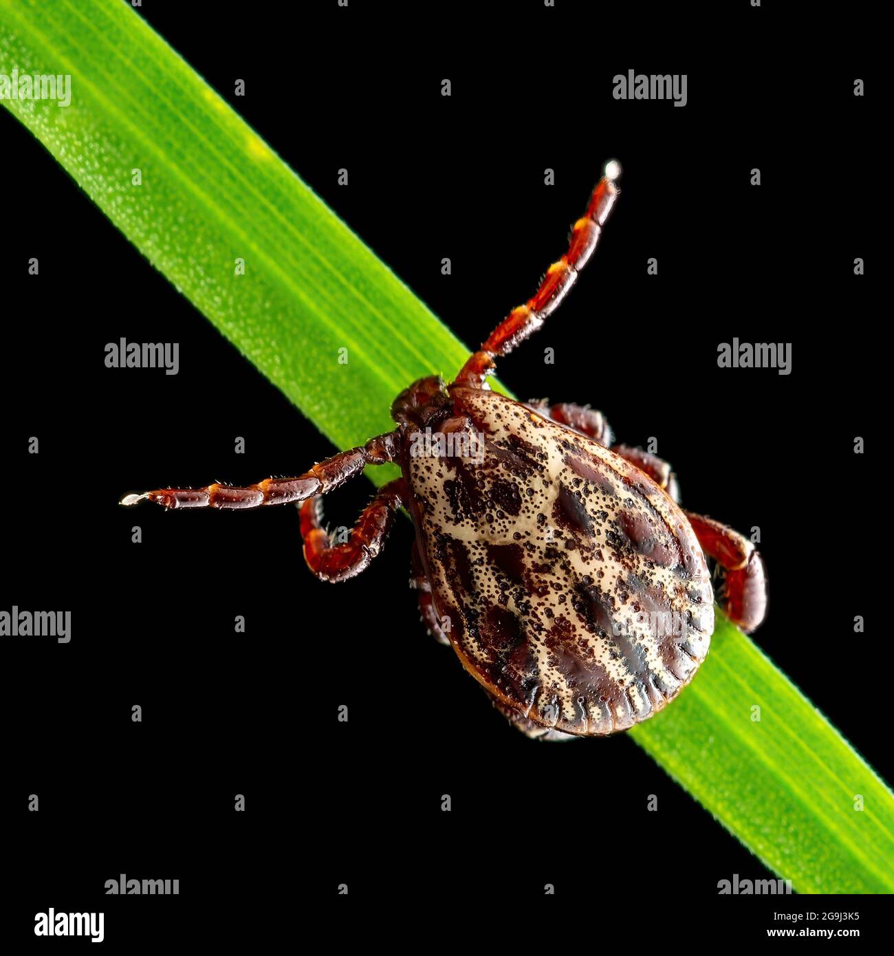 Encephalitis Virus or Lyme Borreliosis Disease Infectious Dermacentor ...