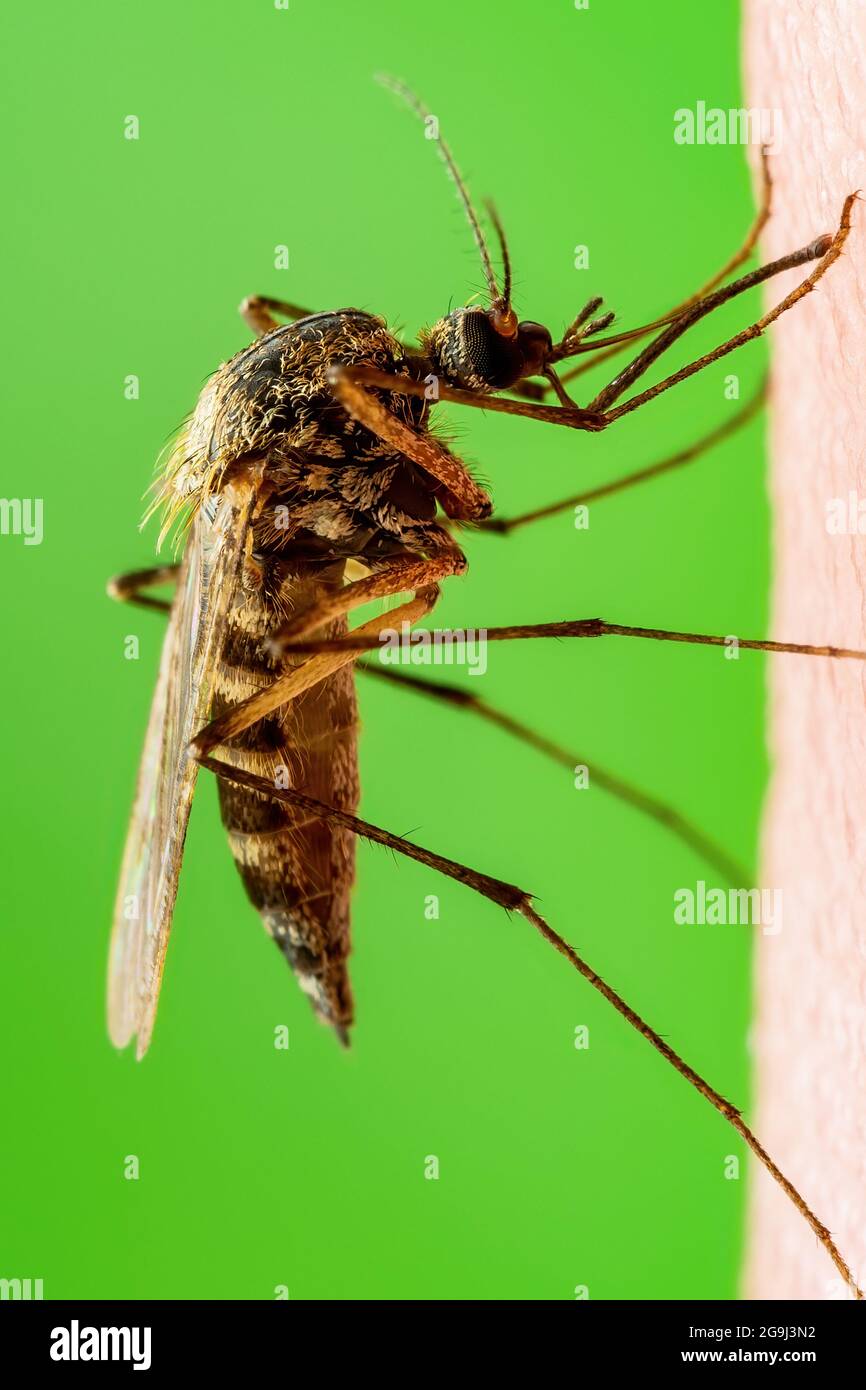 Malaria Infected Mosquito Bite on Green Background. Leishmaniasis ...