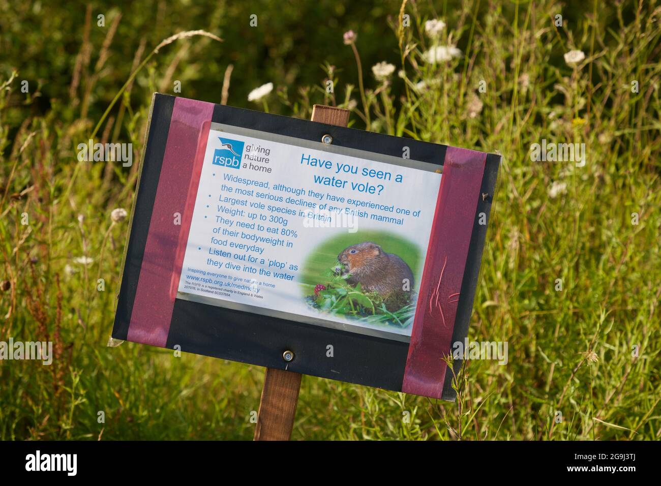 Educational board with text about water voles Stock Photo - Alamy