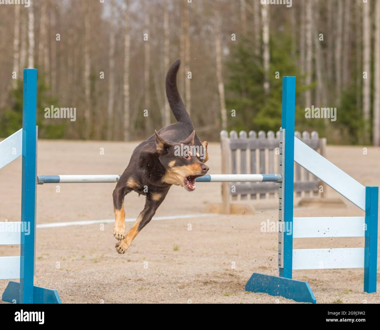 Australian Kelpie jumping over an agility hurdle Stock Photo - Alamy