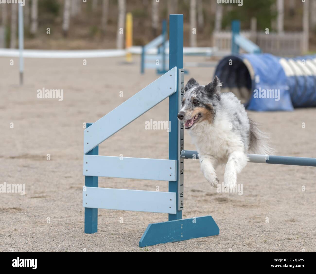 Shetland Sheepdog jumping over an agility hurdle in agility competition ...