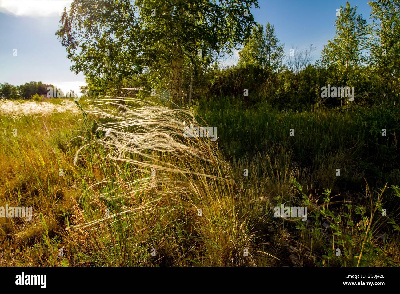 The shade from the trees on a sultry summer afternoon. The Feather ...