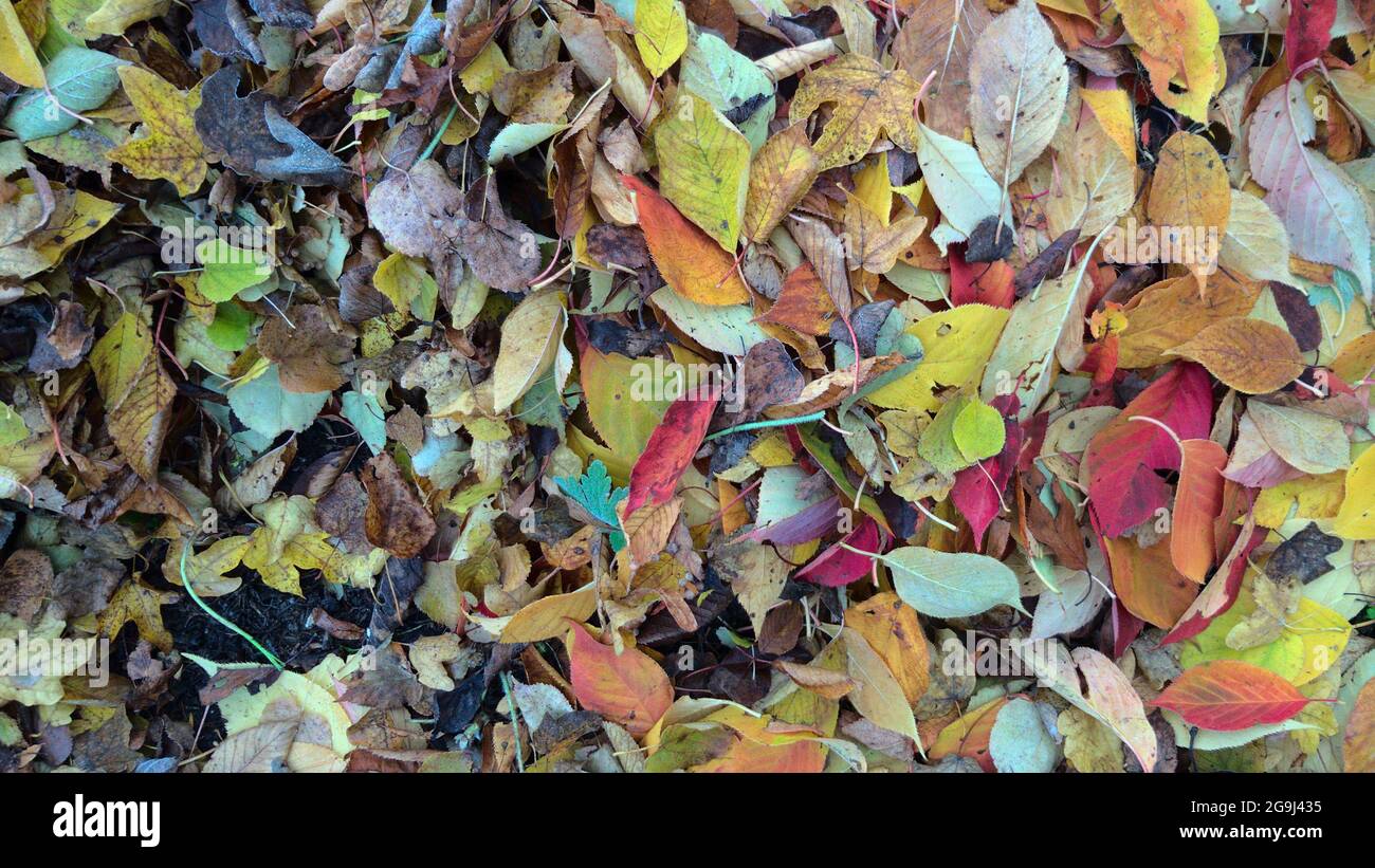 a mixture of colourful autumn leaves Stock Photo - Alamy