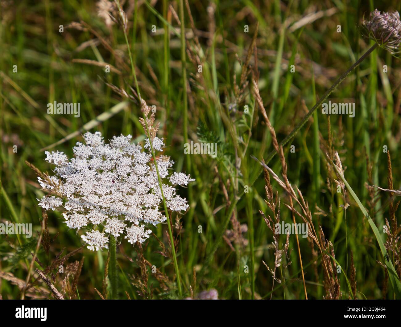 Wild british flowers cut out hi-res stock photography and images - Alamy