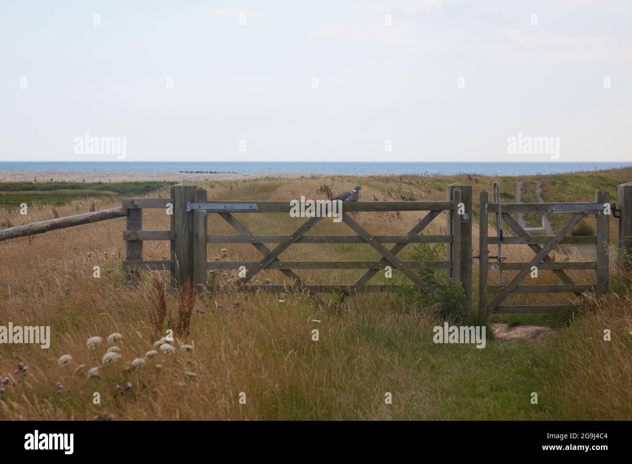 Field gate and fencing seen in Medmerry nature reserve Stock Photo - Alamy