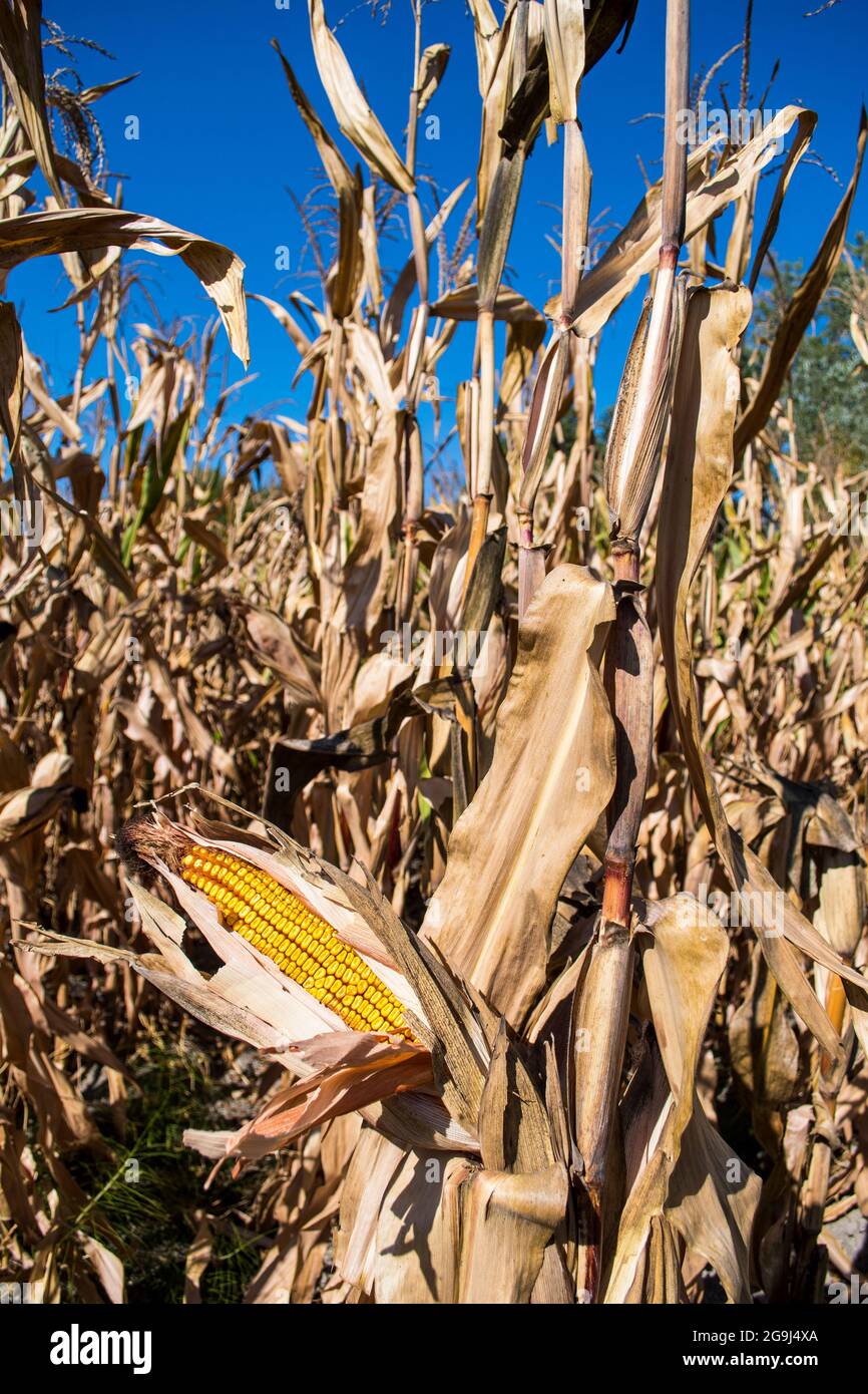 Corn field in autumn ready for harvesting Stock Photo - Alamy