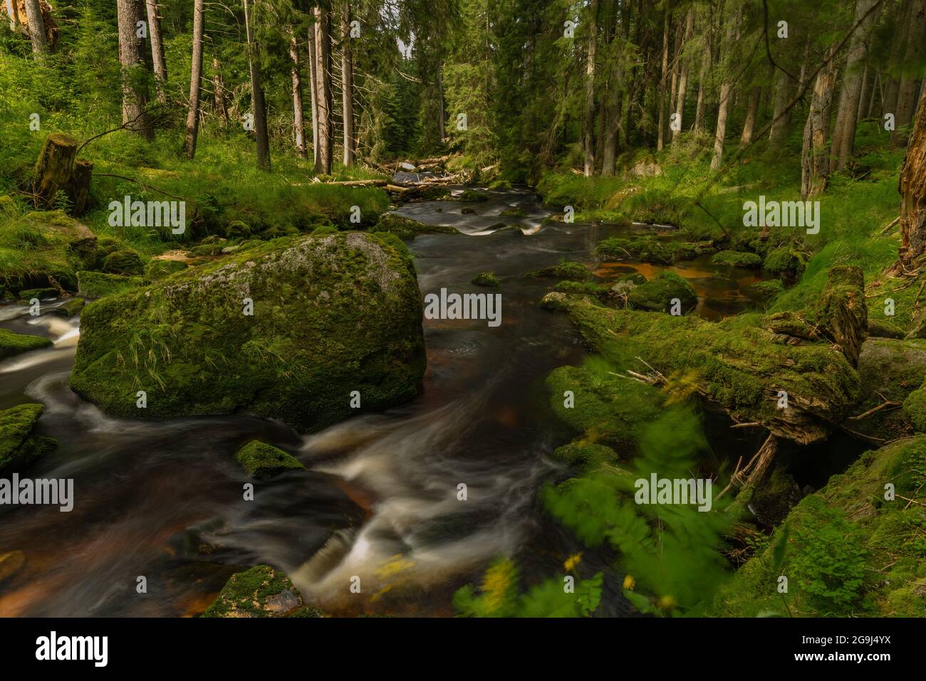 Color summer Studena Vltava river near Stozec village in national park ...