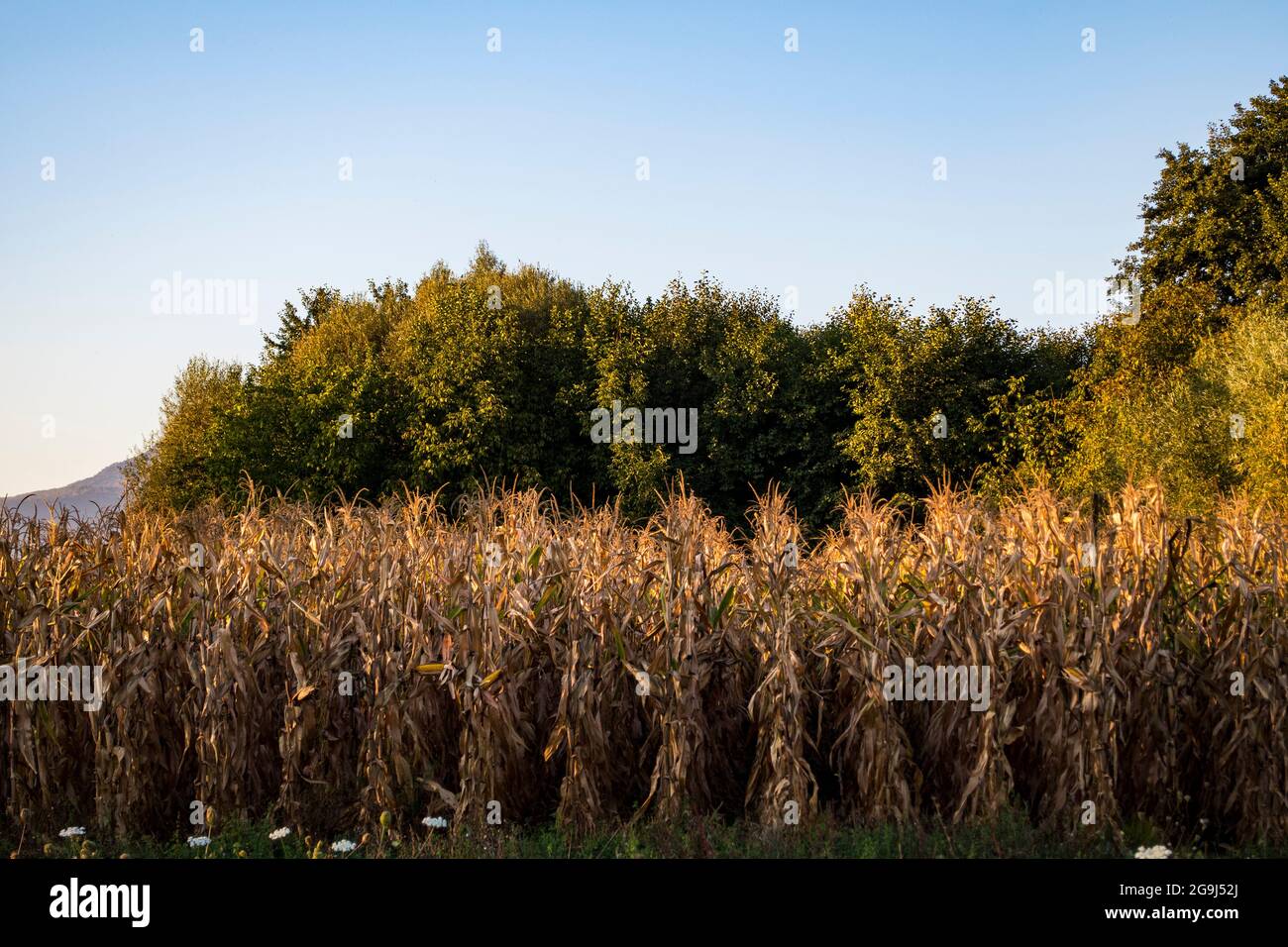 Corn field in autumn hi-res stock photography and images - Alamy