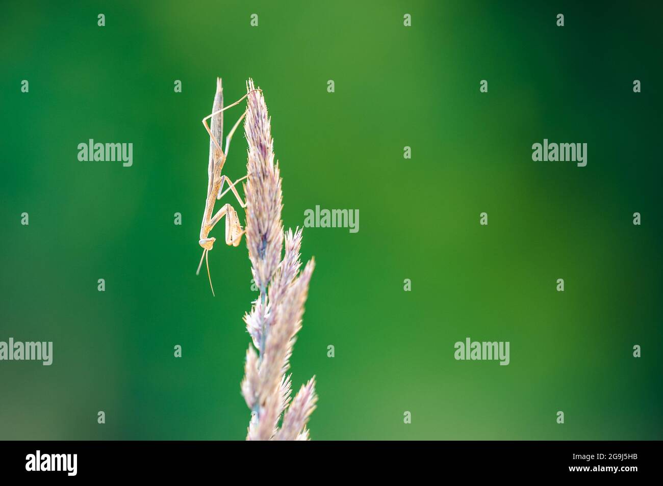 A nymph of european mantis (Mantis religiosa) on a dry plant. Close up ...