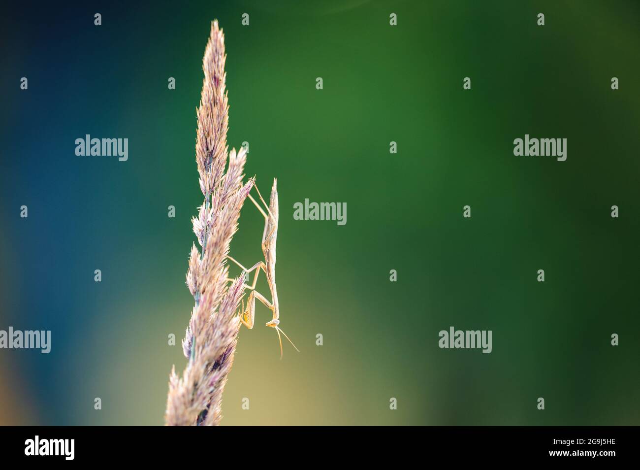 A nymph of european mantis (Mantis religiosa) on a dry plant. Close up ...