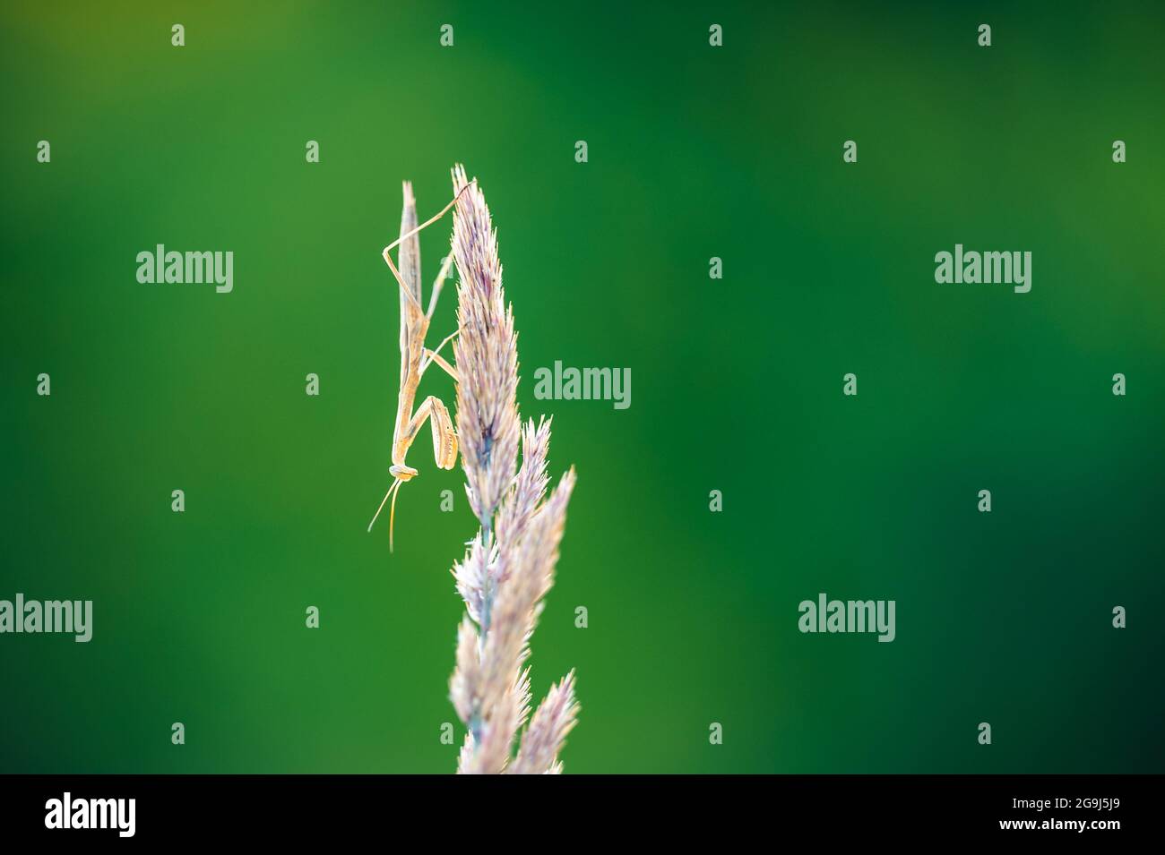 A nymph of european mantis (Mantis religiosa) on a dry plant. Close up ...