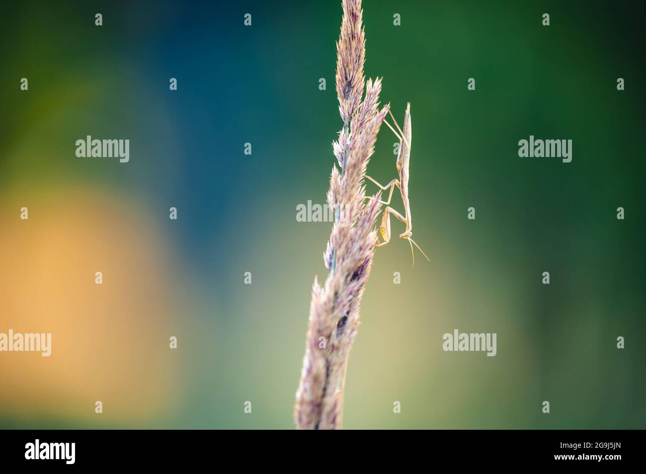 A nymph of european mantis (Mantis religiosa) on a grass in a natural ...