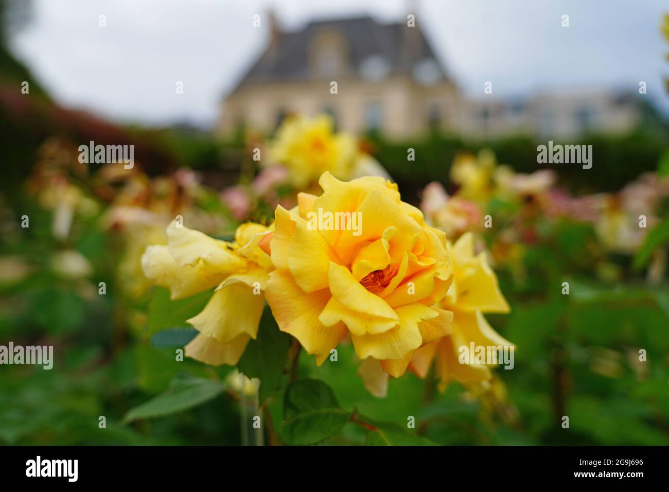 RENNES, FRANCE -20 JUN 2021- View of the famous botanical rose garden ...