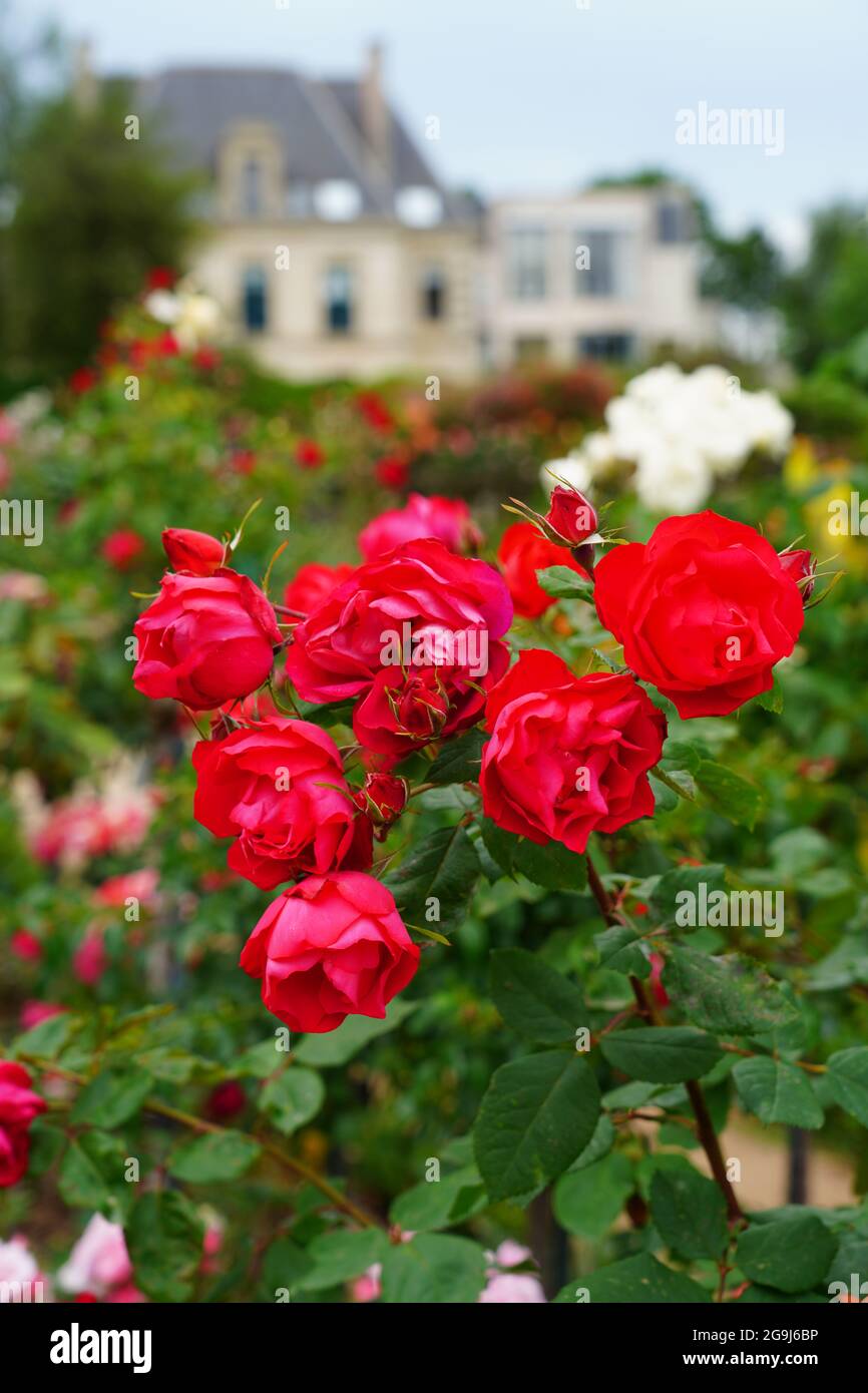 RENNES, FRANCE -20 JUN 2021- View of the famous botanical rose garden ...