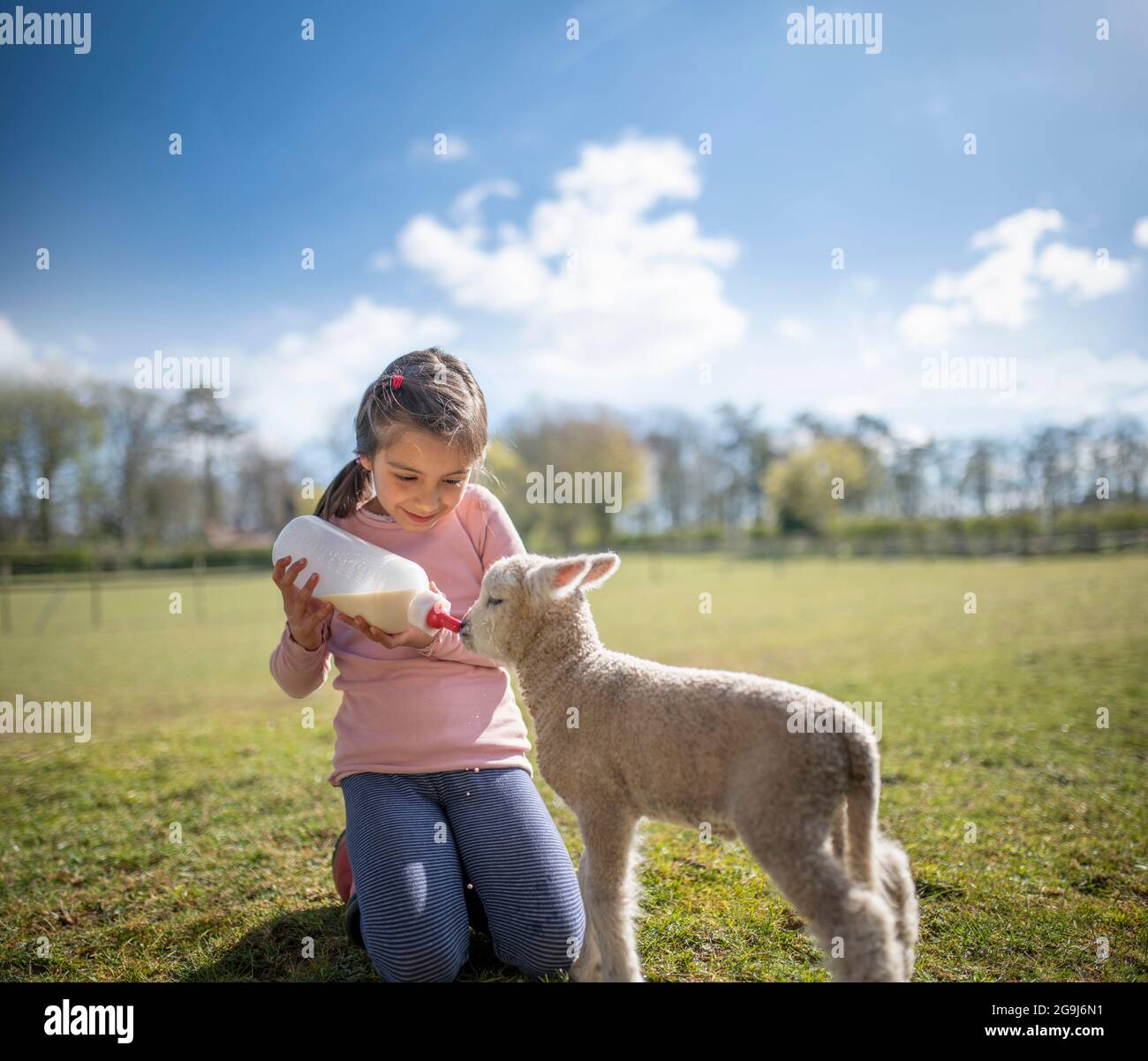 Girl lamb feeding hi-res stock photography and images - Alamy