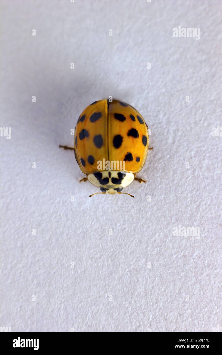 Orange Beetle Insect