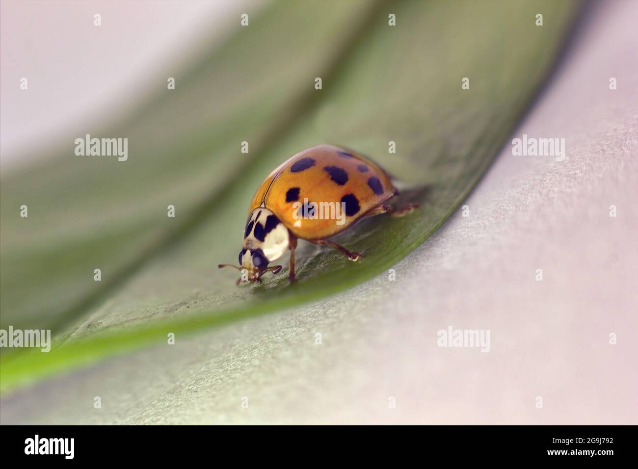 A macro closeup of a lady beetle bug with orange wings and black spots ...