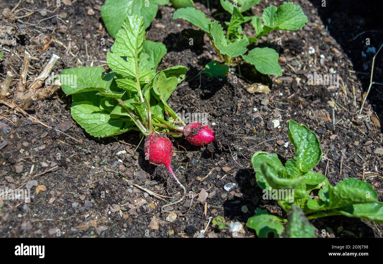 Green tops hi-res stock photography and images - Alamy
