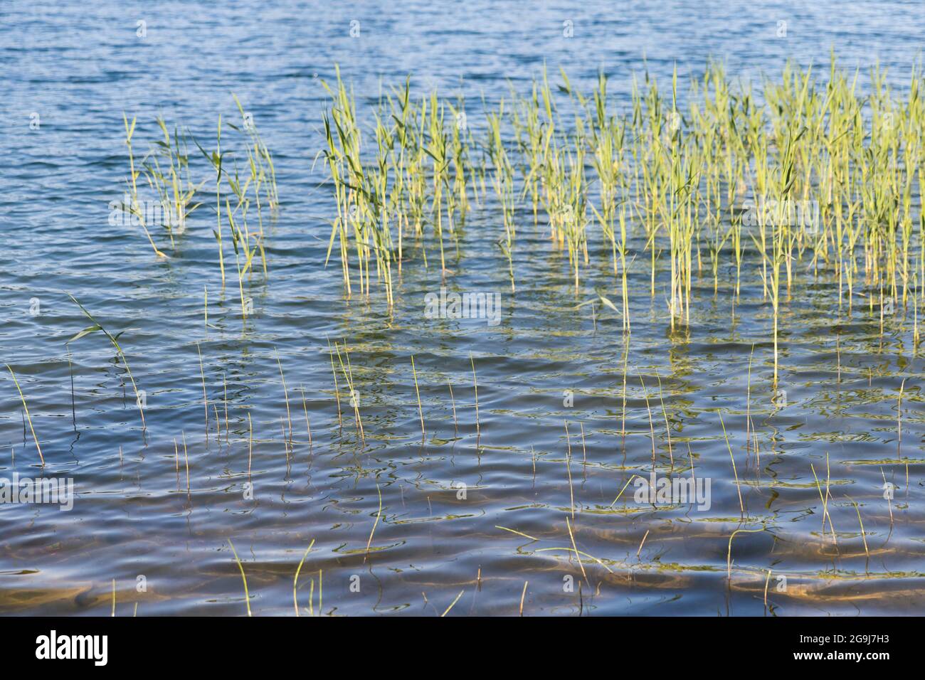 Coastal grass waving on wind. Natural background photo with selective ...