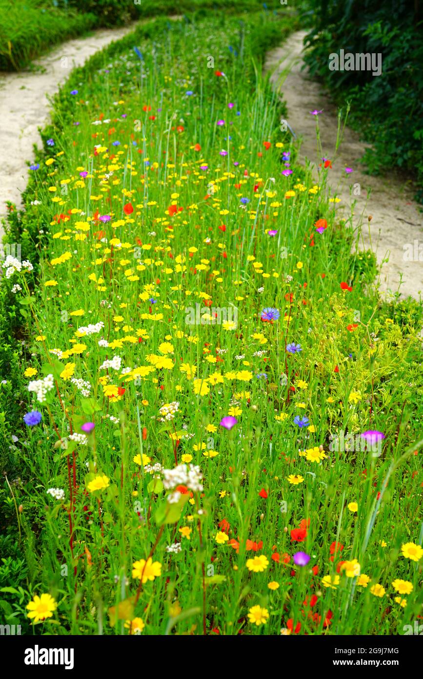 Row of wildflowers with red poppies, blue cornflowers and yarrow Stock ...