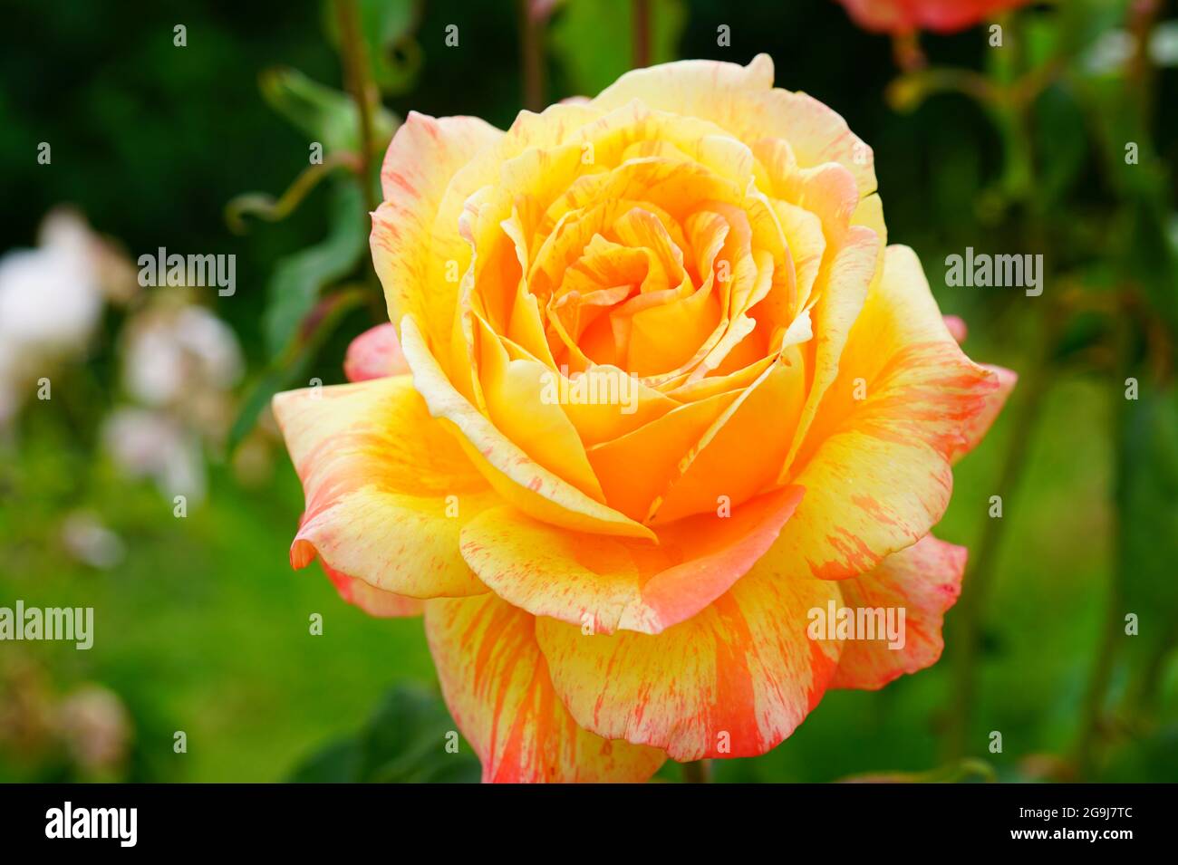 Rosa tropical sunset hi-res stock photography and images - Alamy