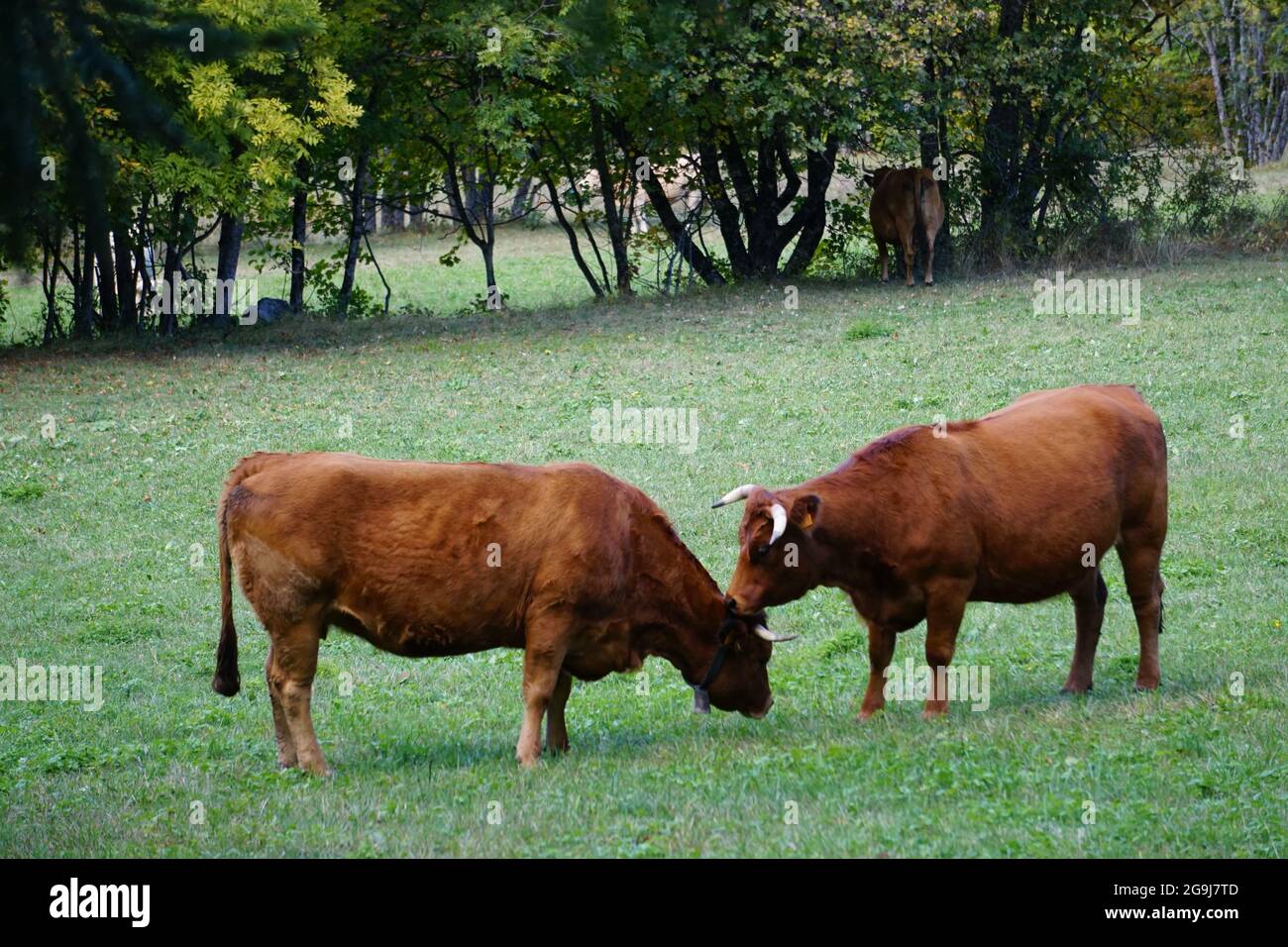 Happy cows in pasture hi-res stock photography and images - Alamy