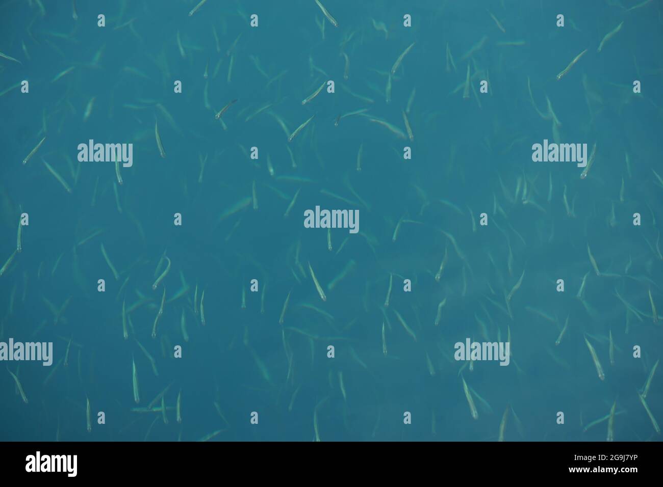 Small fry hi-res stock photography and images - Alamy