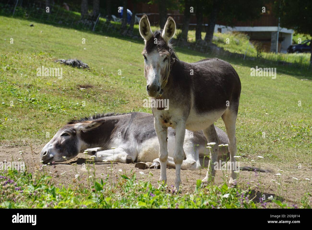 a sleeping and a standing donkeys in the pasture Stock Photo - Alamy
