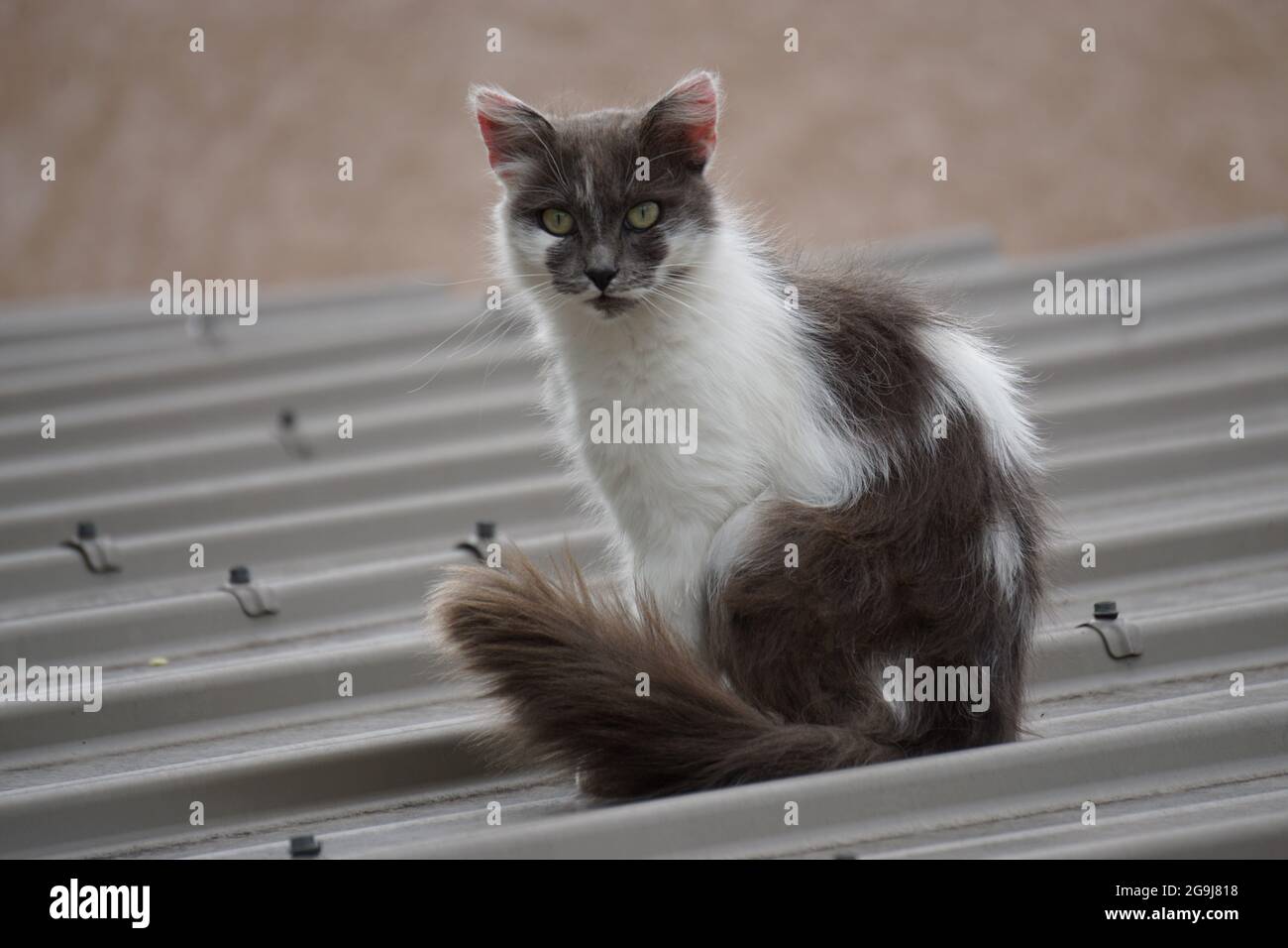 Bushy tail hi-res stock photography and images - Alamy