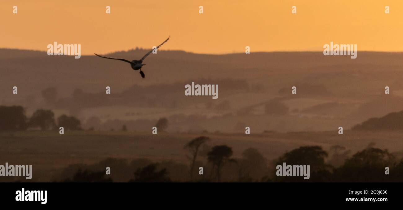 Barn owl with prey at sunset Stock Photo - Alamy