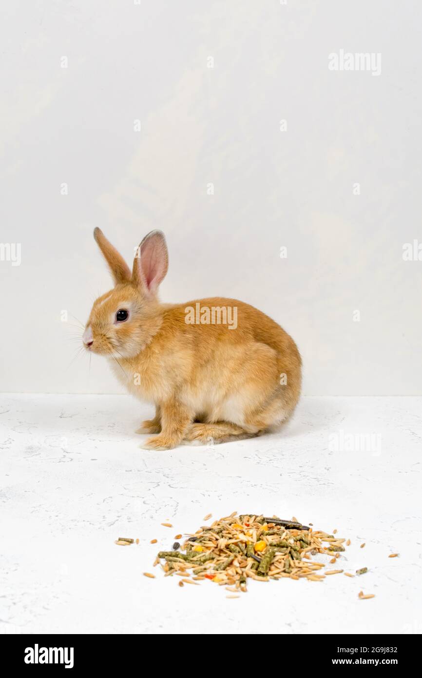 Redhead Ginger rabbit sitting next to food on a white background. Pet ...