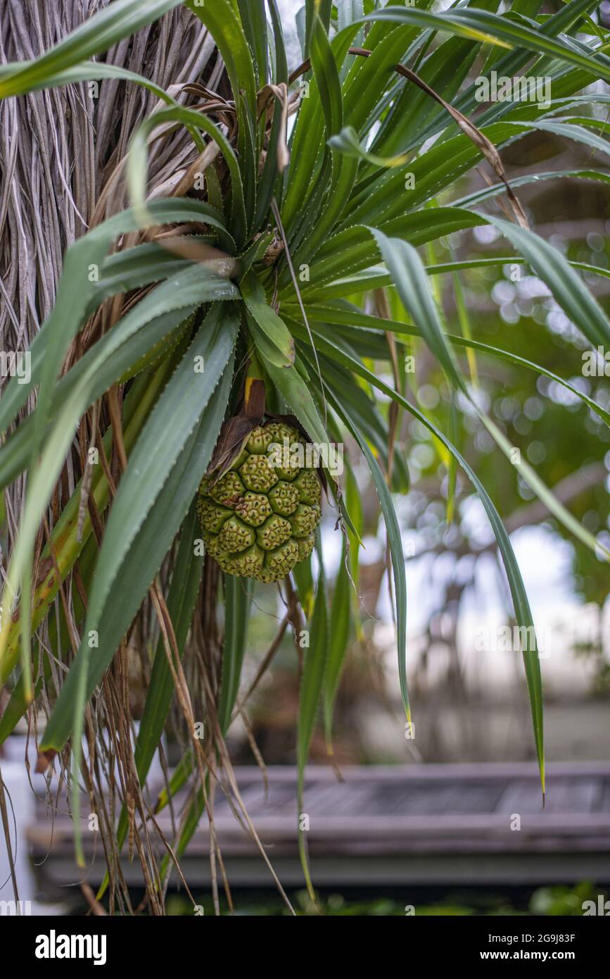 Vertical shot of the common screwpine plant on the beach in the ...